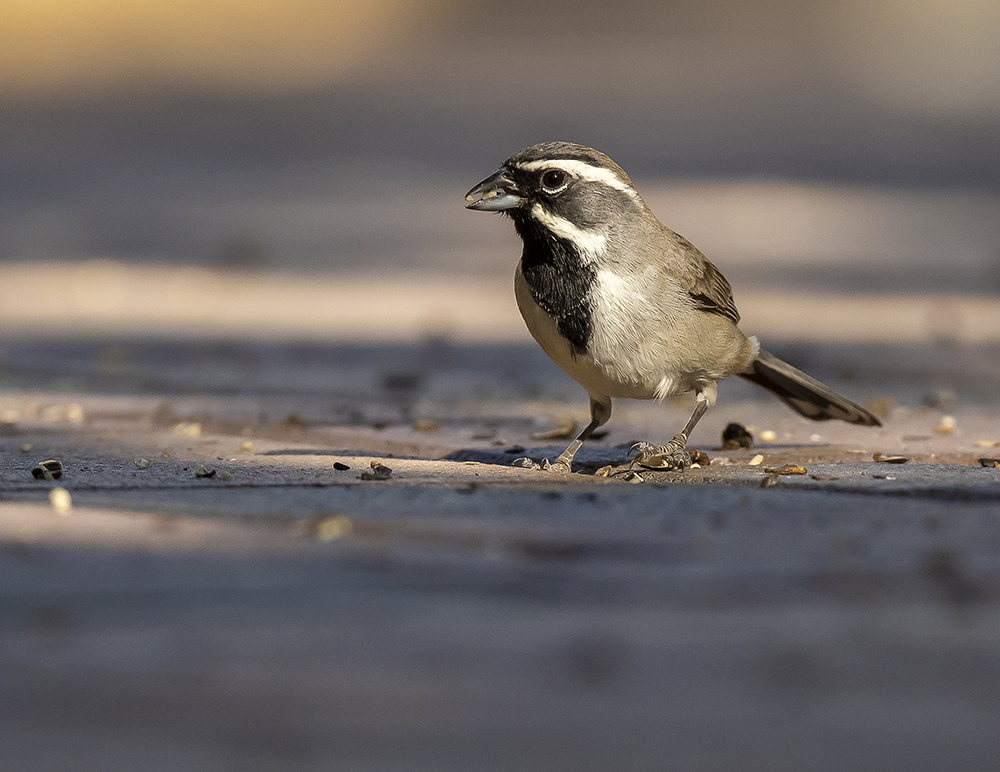Sparrow, Black-throated
