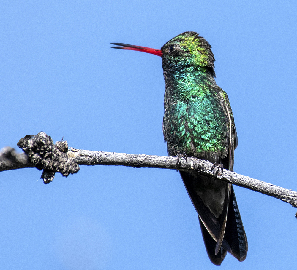Hummingbird, Broad-billed